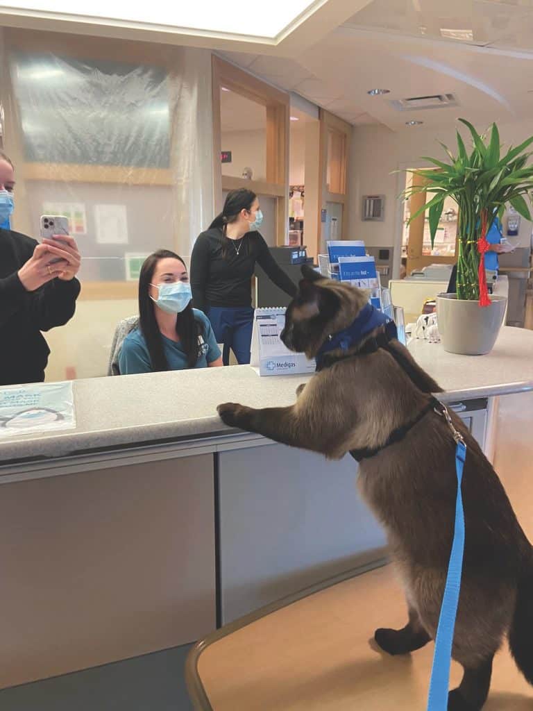 Cancer In My Furry Best Friend Unpacking The Reality Of Pet Insurance Coverage For Cancer Treatments